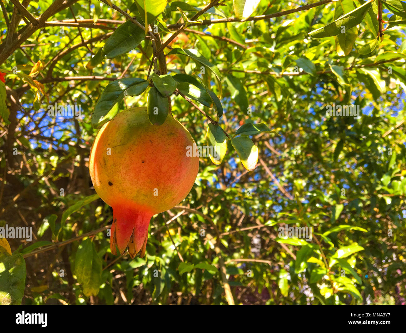Pomegranate tree with flower - healthy and tasty fruit Stock Photo - Alamy