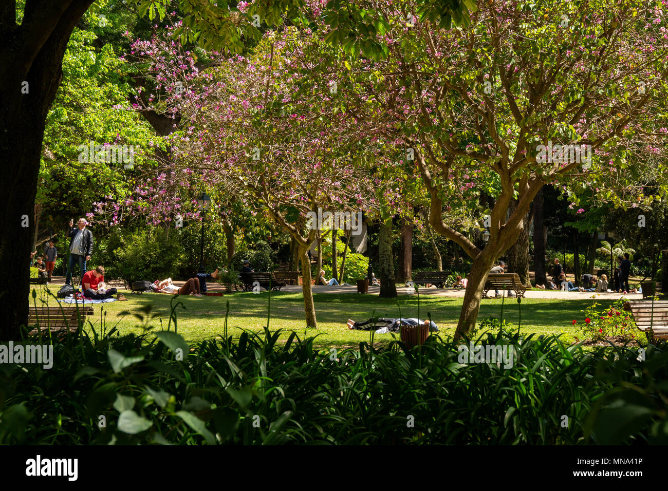 Lisbon Portugal. 14 May 2018. View of the Estrela garden in Lisbon ...