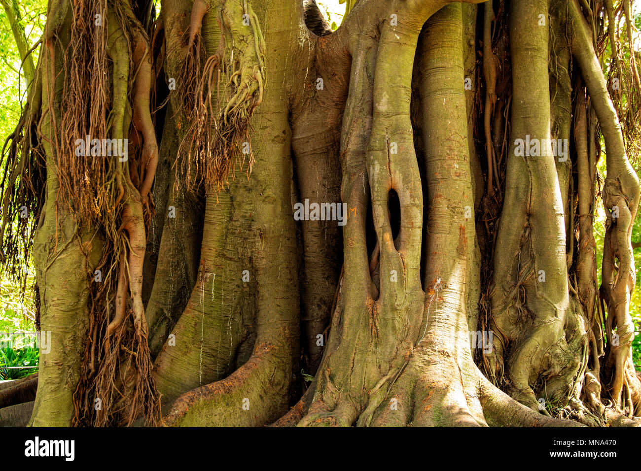 old tree trunk with many different forms texture pattern Stock Photo ...