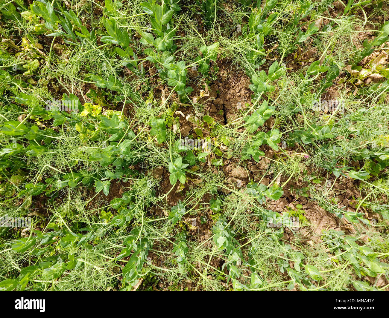 Field of young peas. Peas on the field is growing. Legumes in the field ...