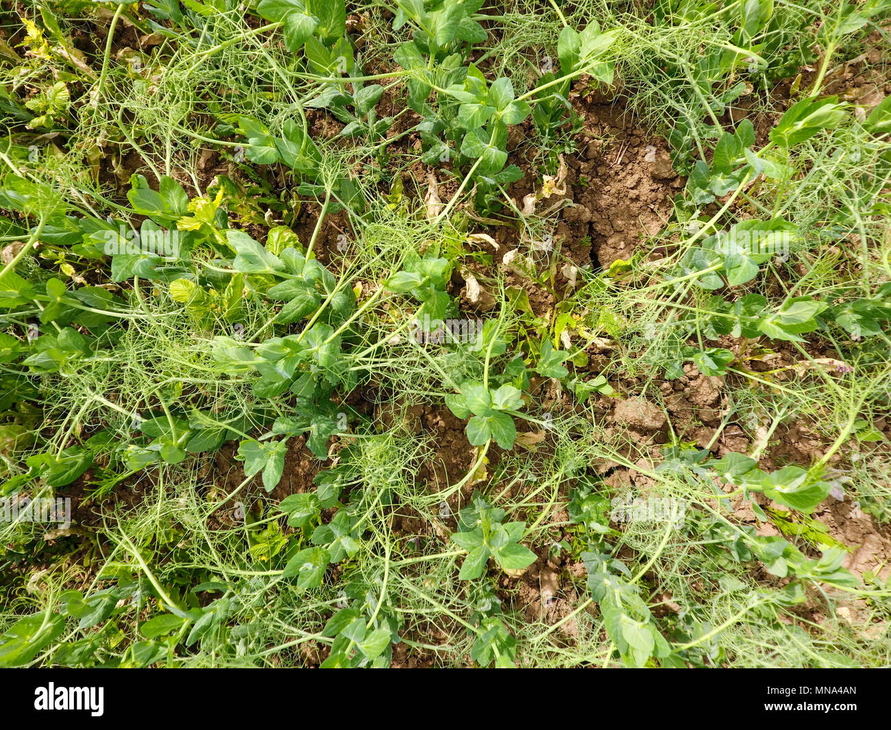 Field of young peas. Peas on the field is growing. Legumes in the field ...