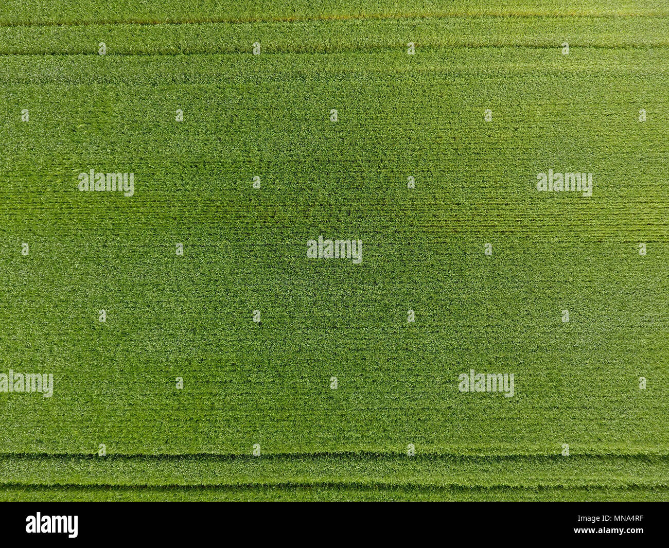 The wheat field is green. Young wheat on the field. View from above ...