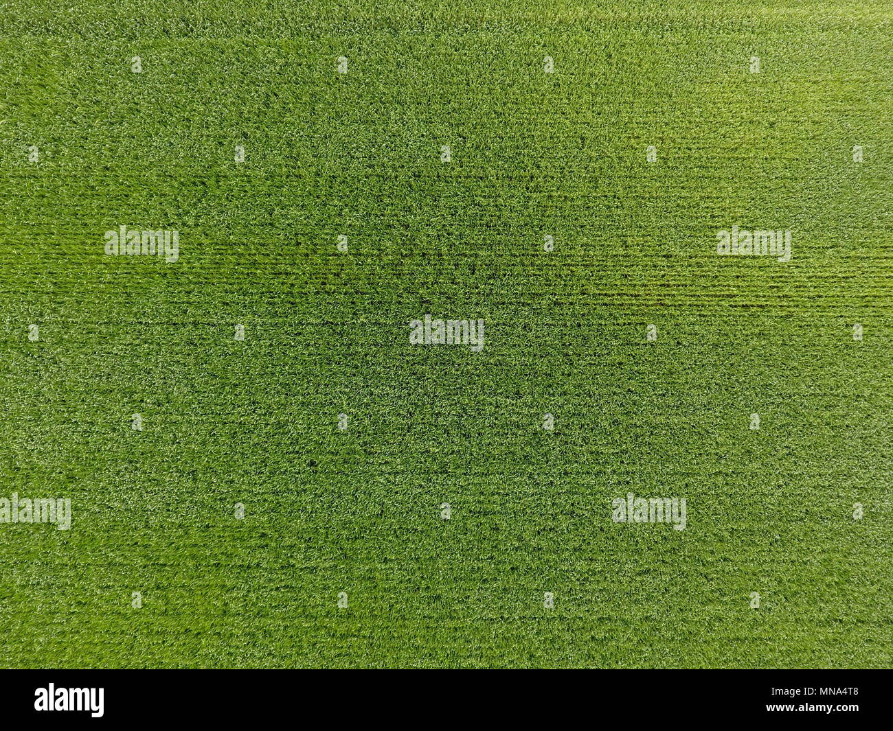The wheat field is green. Young wheat on the field. View from above ...