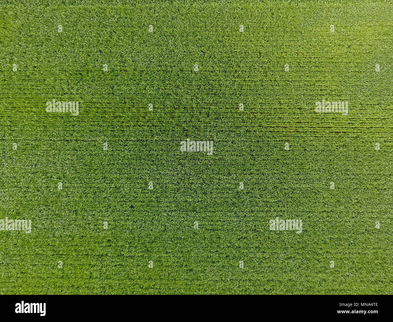 The wheat field is green. Young wheat on the field. View from above ...