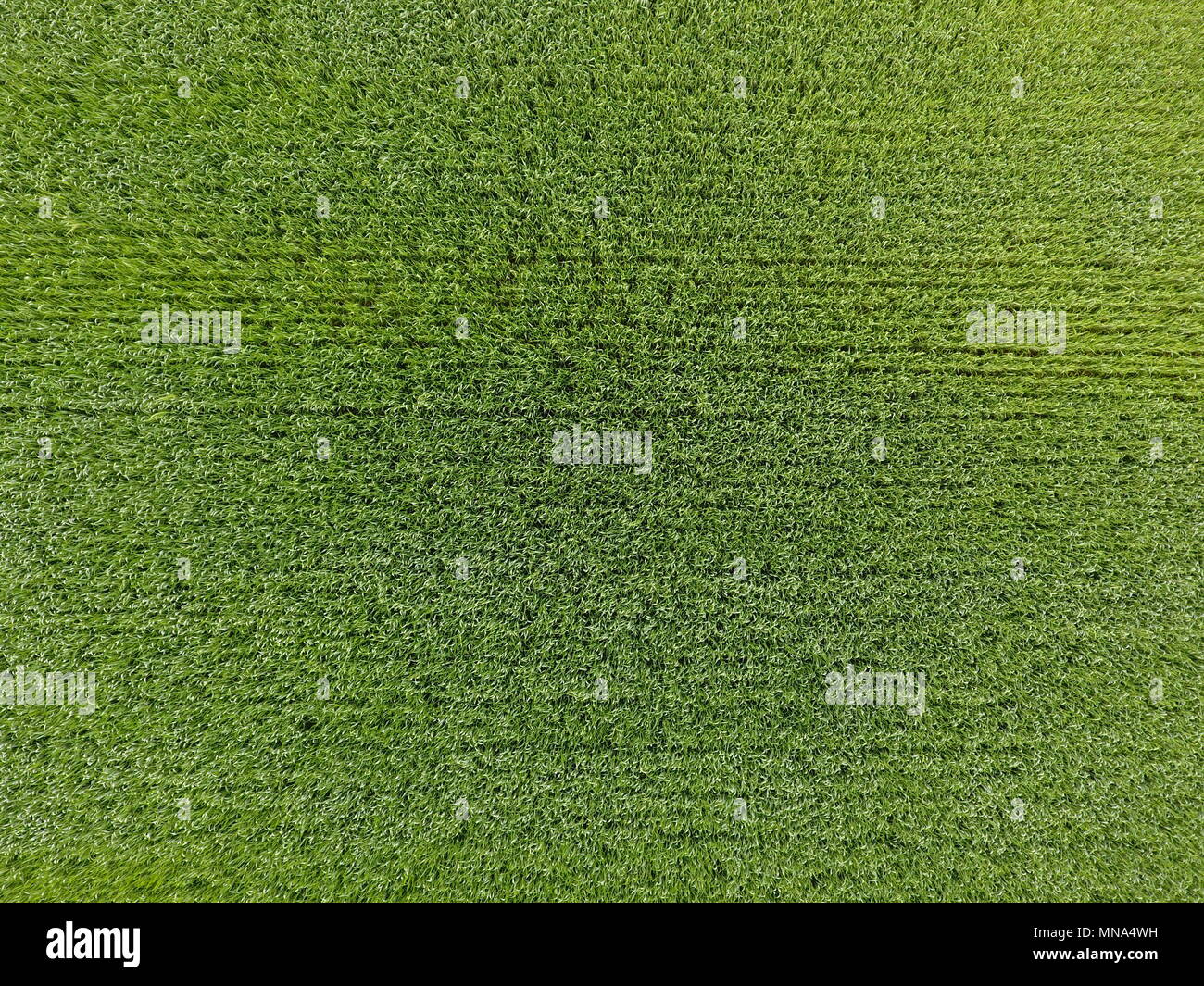 The wheat field is green. Young wheat on the field. View from above ...