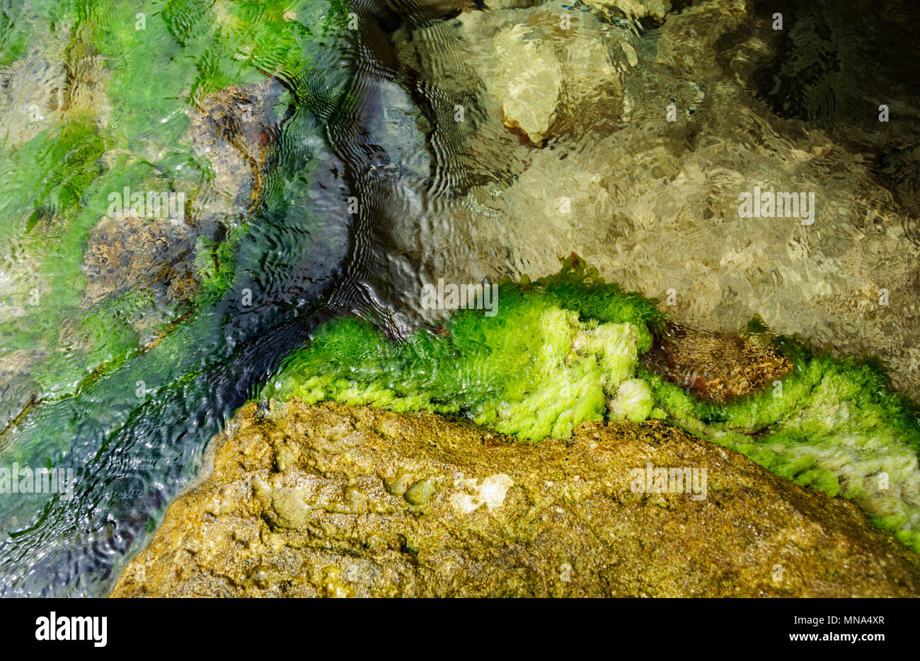 seawater and green algae under transparent water, top view Stock Photo ...