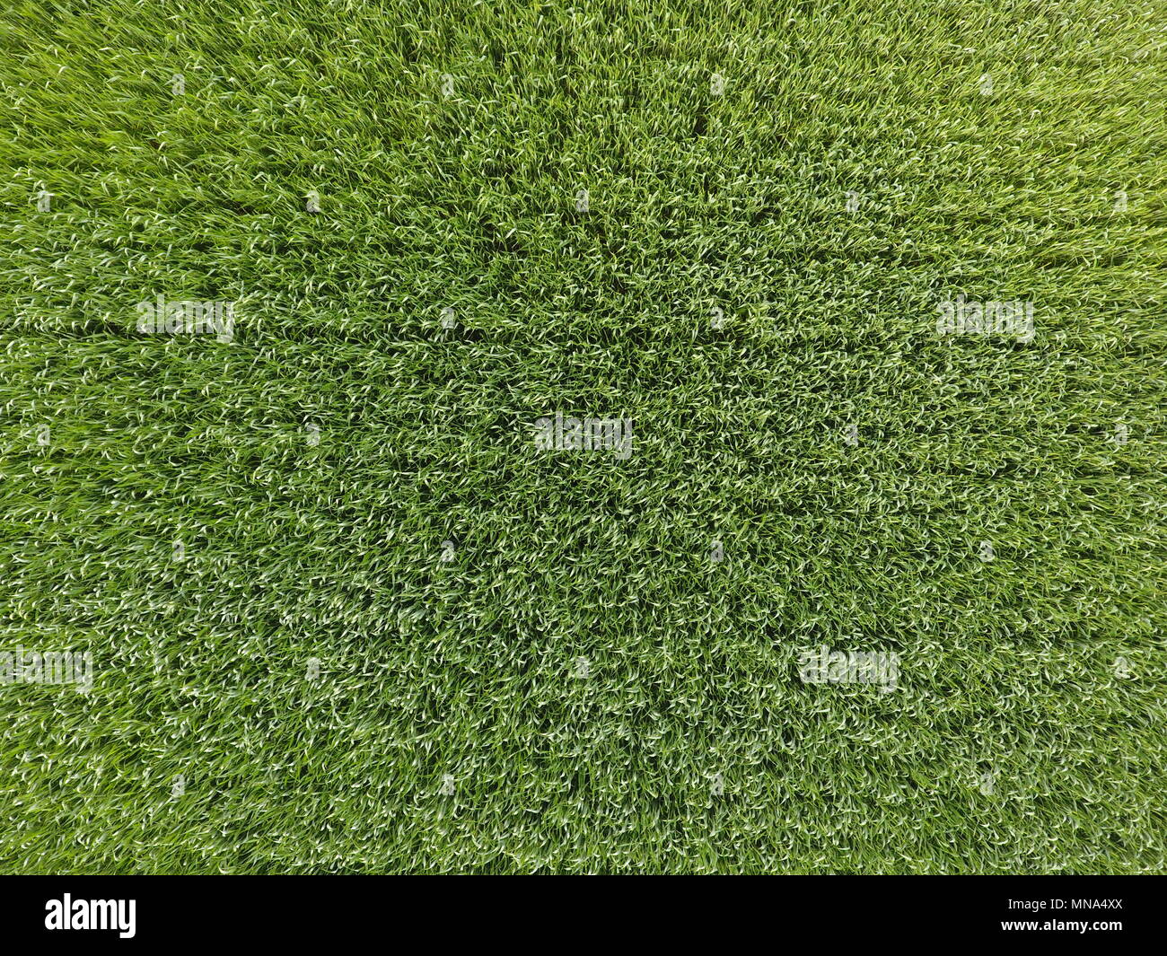 The wheat field is green. Young wheat on the field. View from above ...
