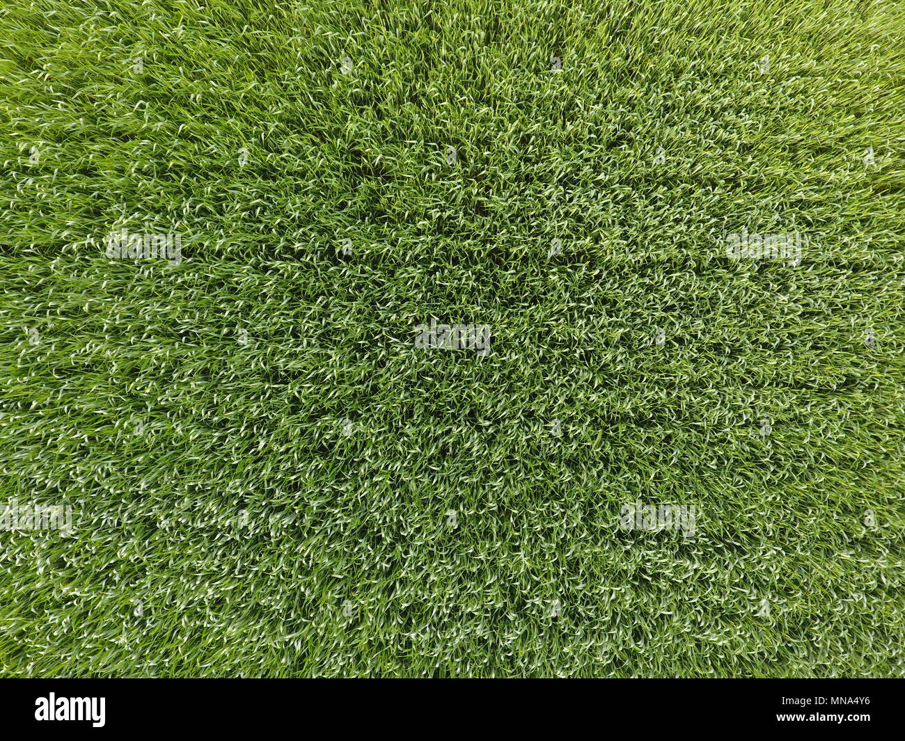 The wheat field is green. Young wheat on the field. View from above ...
