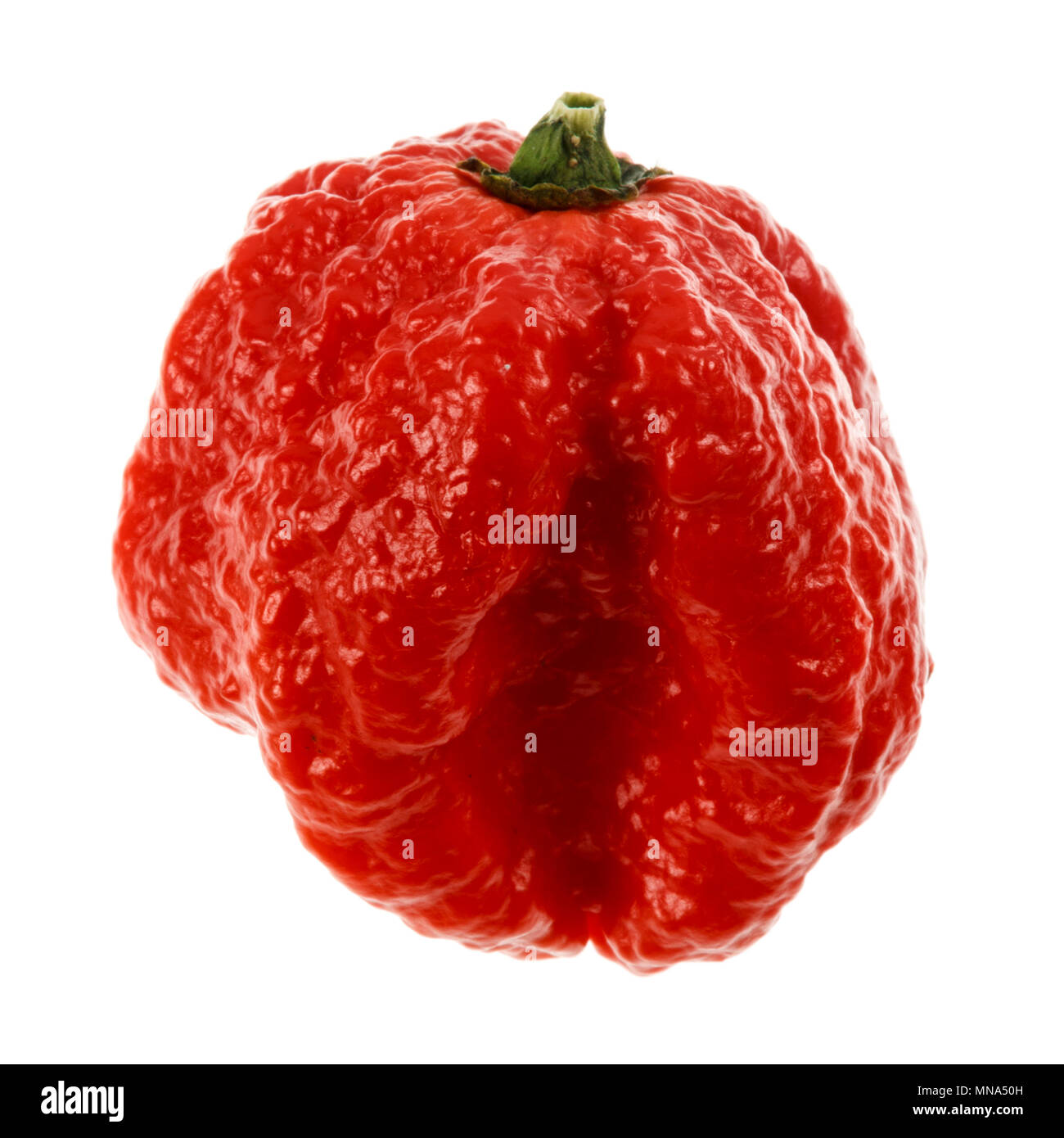 The Carolina Reaper is a medium sized chili pepper of the species ...