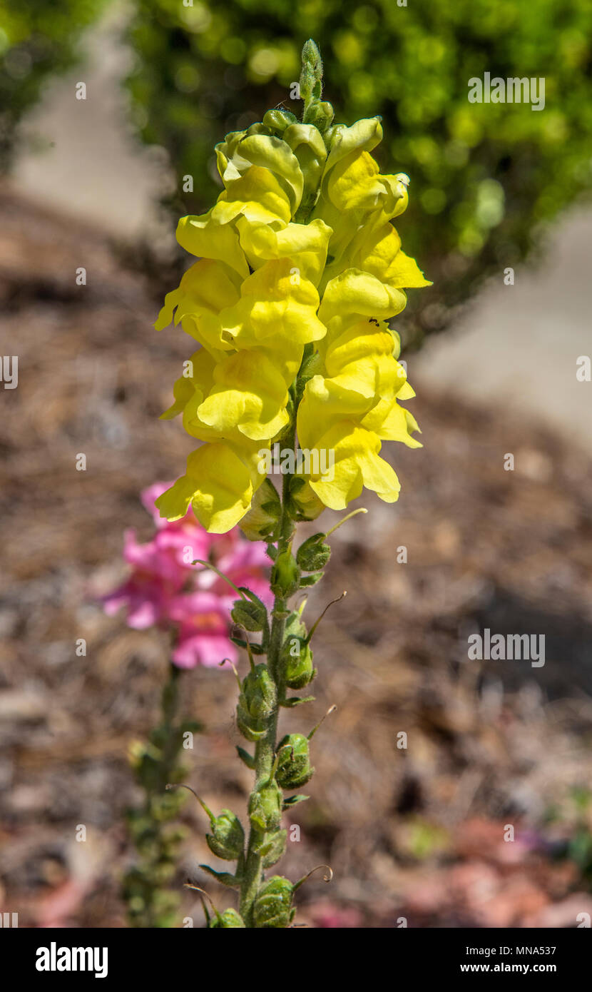 Snapdragon petal hi-res stock photography and images - Alamy