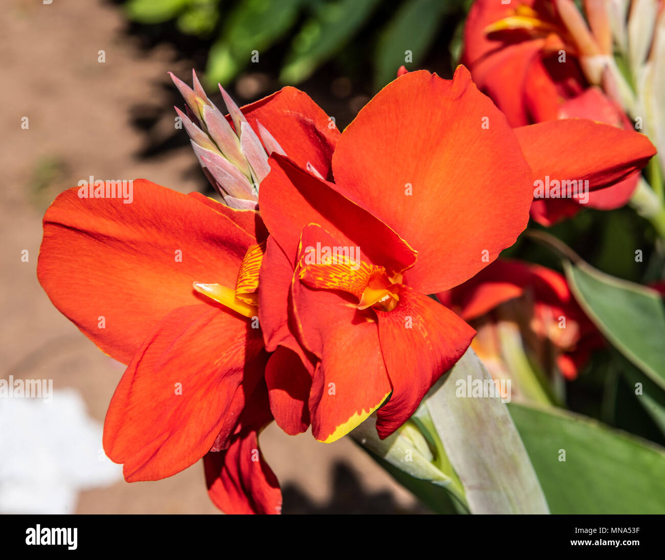 Indian lilly hi-res stock photography and images - Alamy