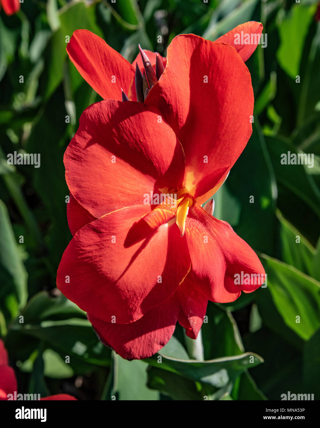 Red canna hi-res stock photography and images - Alamy
