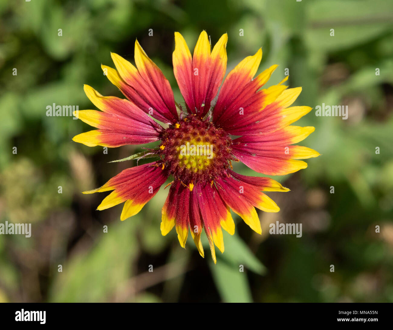 An unusually bright, eye-catching wildflower growing in an experimental ...