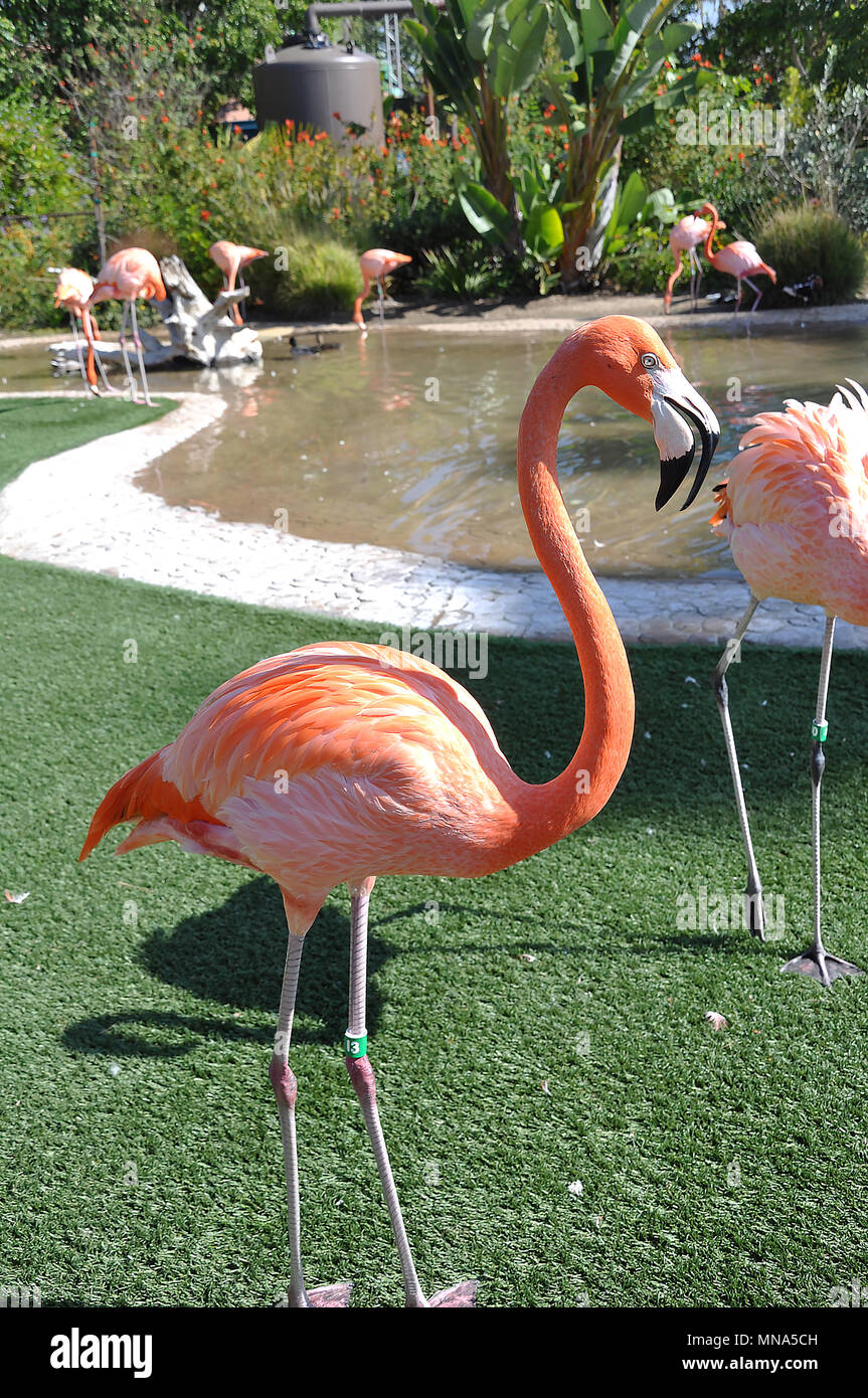 Beautiful pink flamingo hi-res stock photography and images - Alamy