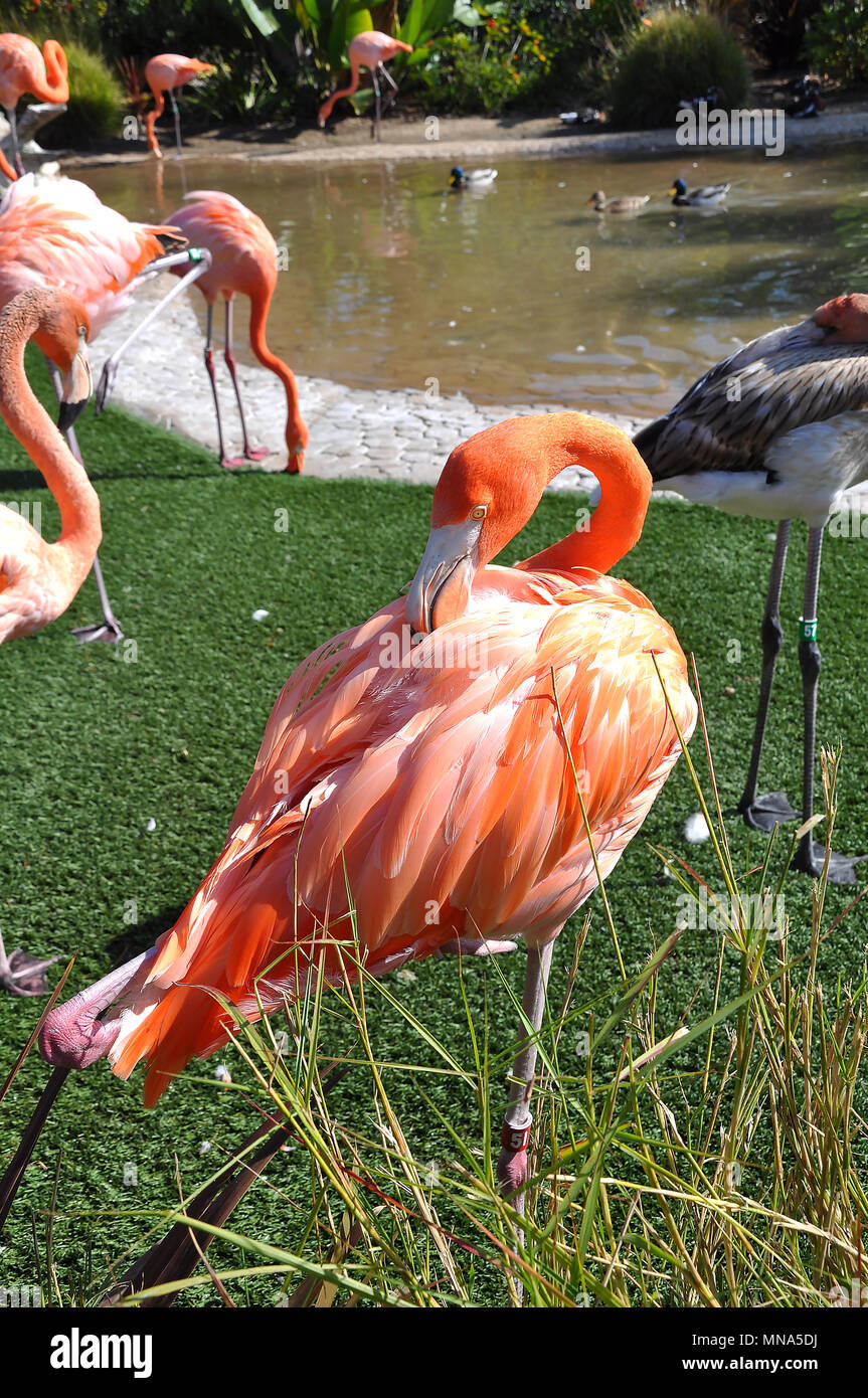 Beautiful pink flamingo hi-res stock photography and images - Alamy