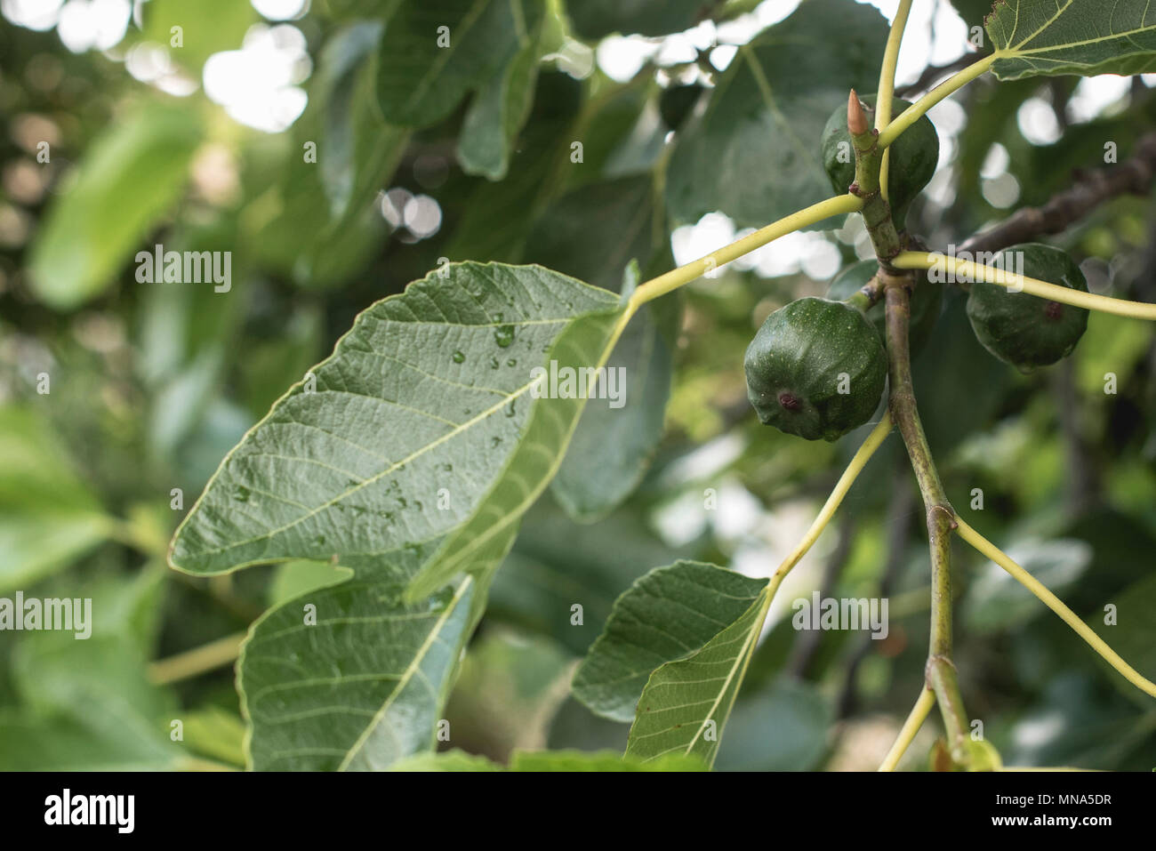 A fig tree in Italy Stock Photo - Alamy
