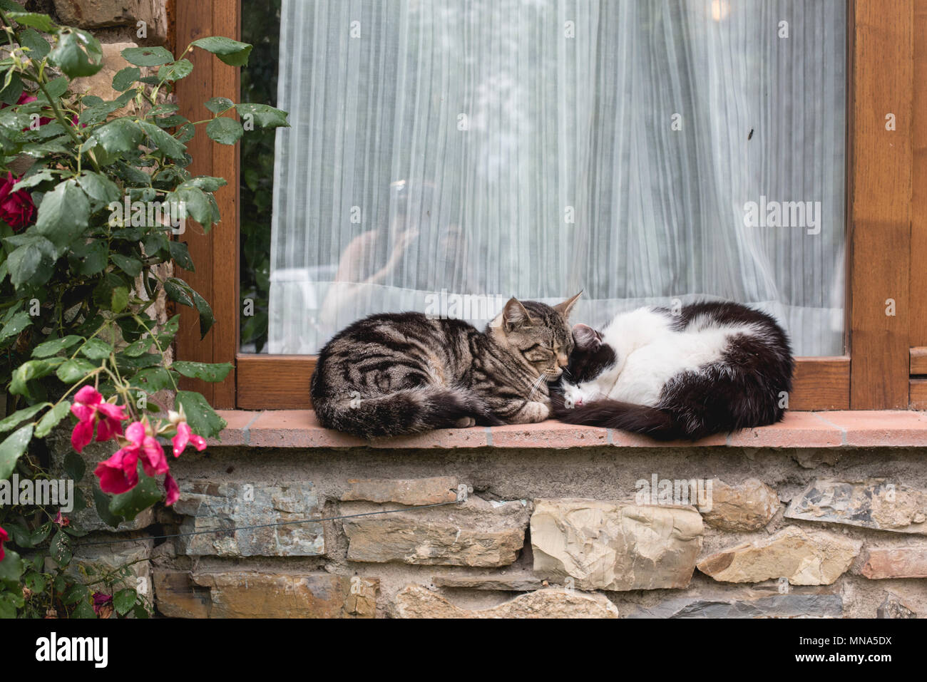 Cute kittens sleeping on a window sill at a vineyard in Tuscany Stock ...