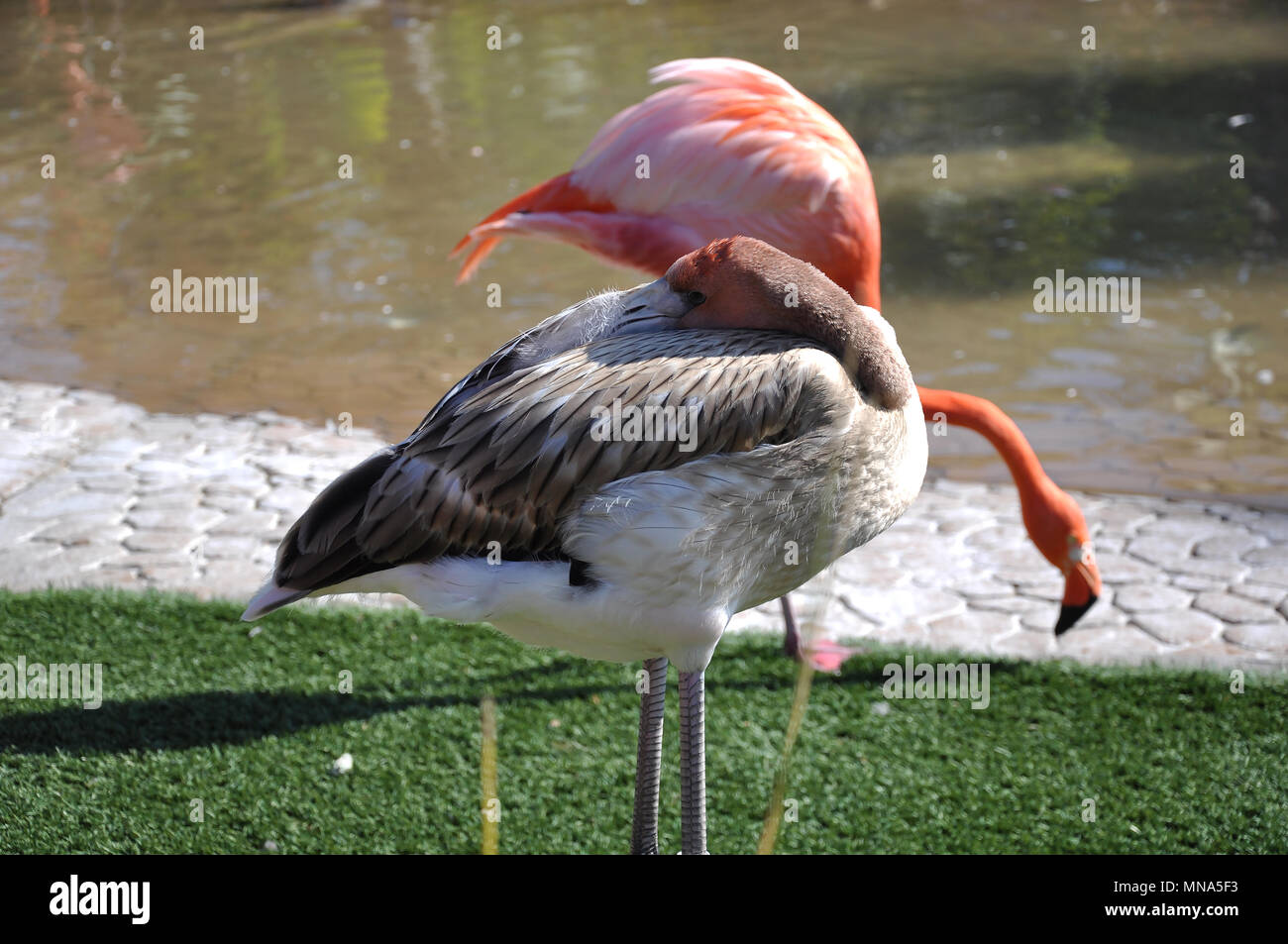 Beautiful pink flamingo hi-res stock photography and images - Alamy