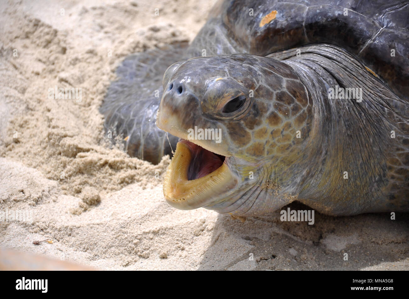 Giant Leatherback Sea Turtle Mouth