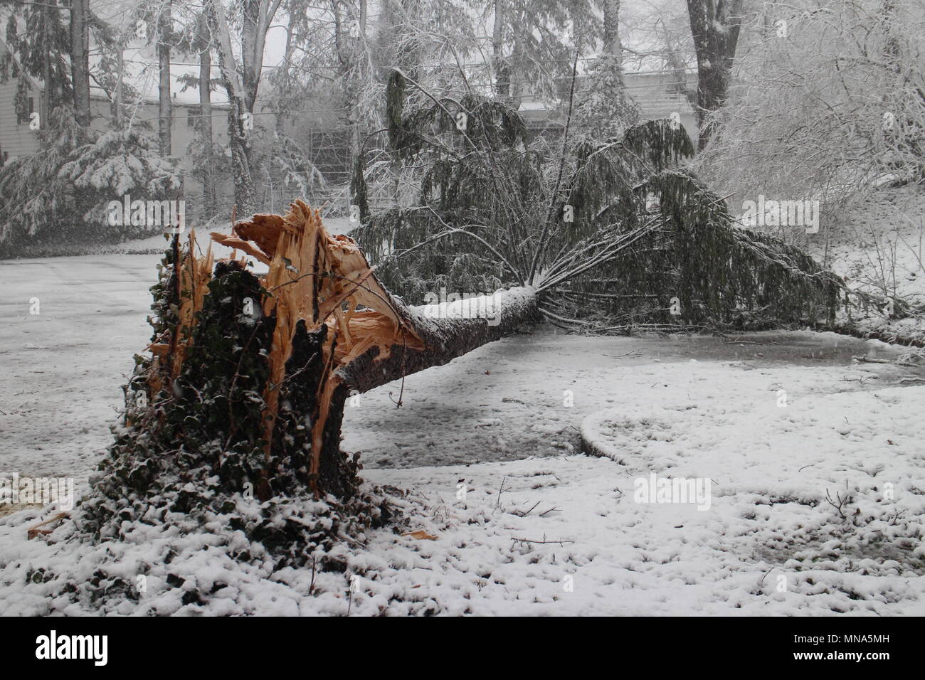 falling tree in snow storm Stock Photo - Alamy