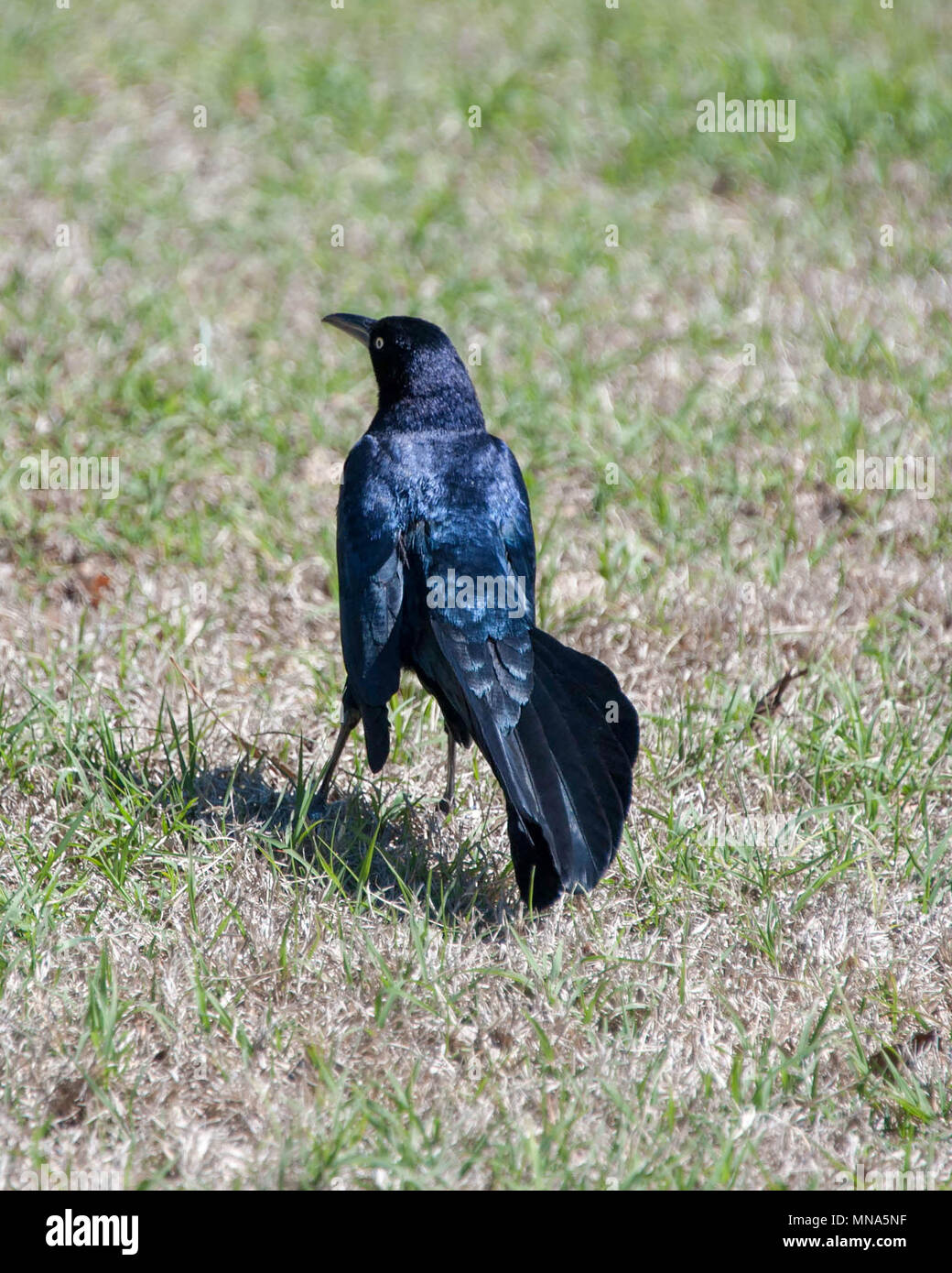 Common Grackle On Alert Stock Photo - Alamy