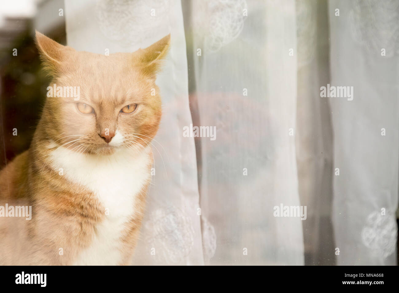 Staring forward hi-res stock photography and images - Alamy