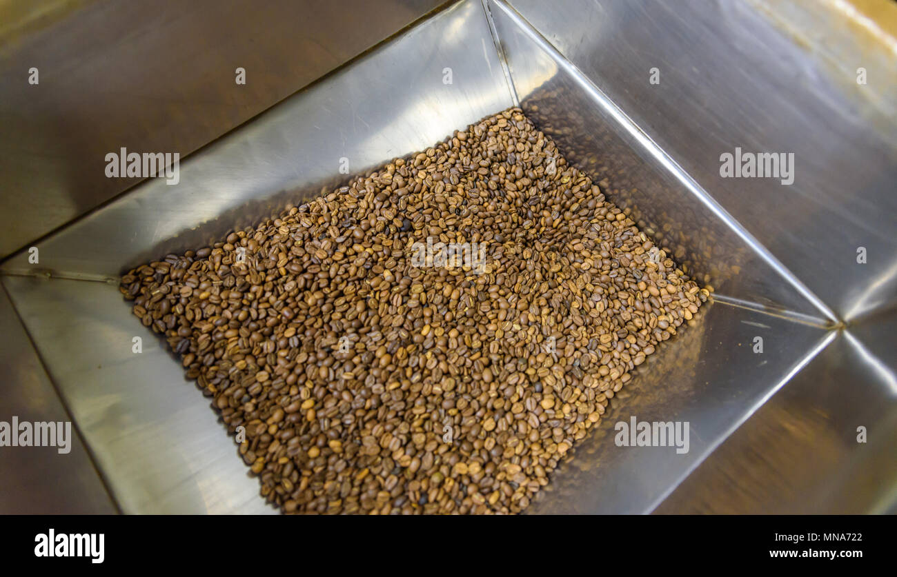 Coffee beans during the roasting process. Drum type roaster. Rosting ...