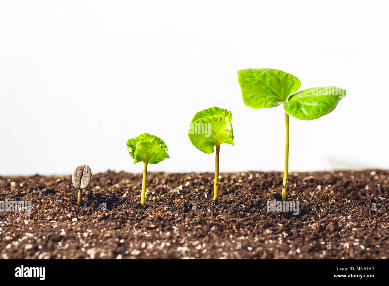 Growing Sapling coffee trees Hand Protect White background Stock Photo ...
