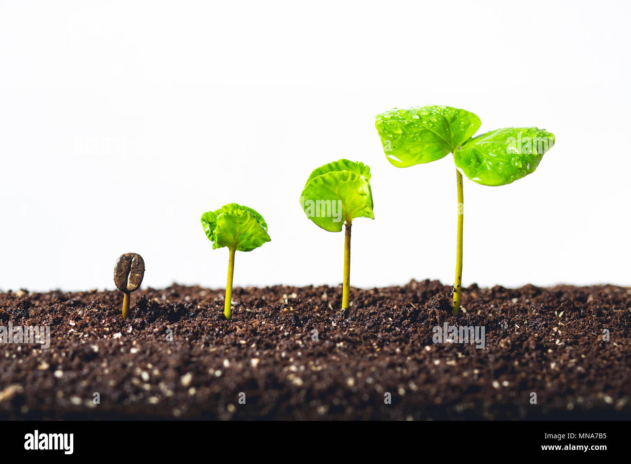 Growing Sapling coffee trees Hand Protect White background Stock Photo ...