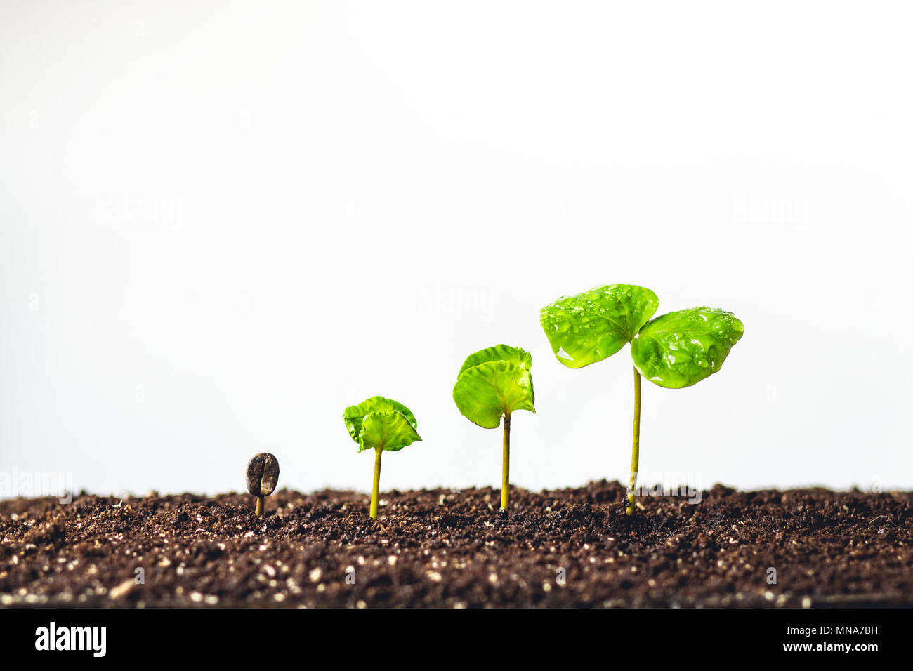 Growing Sapling coffee trees Hand Protect White background Stock Photo ...