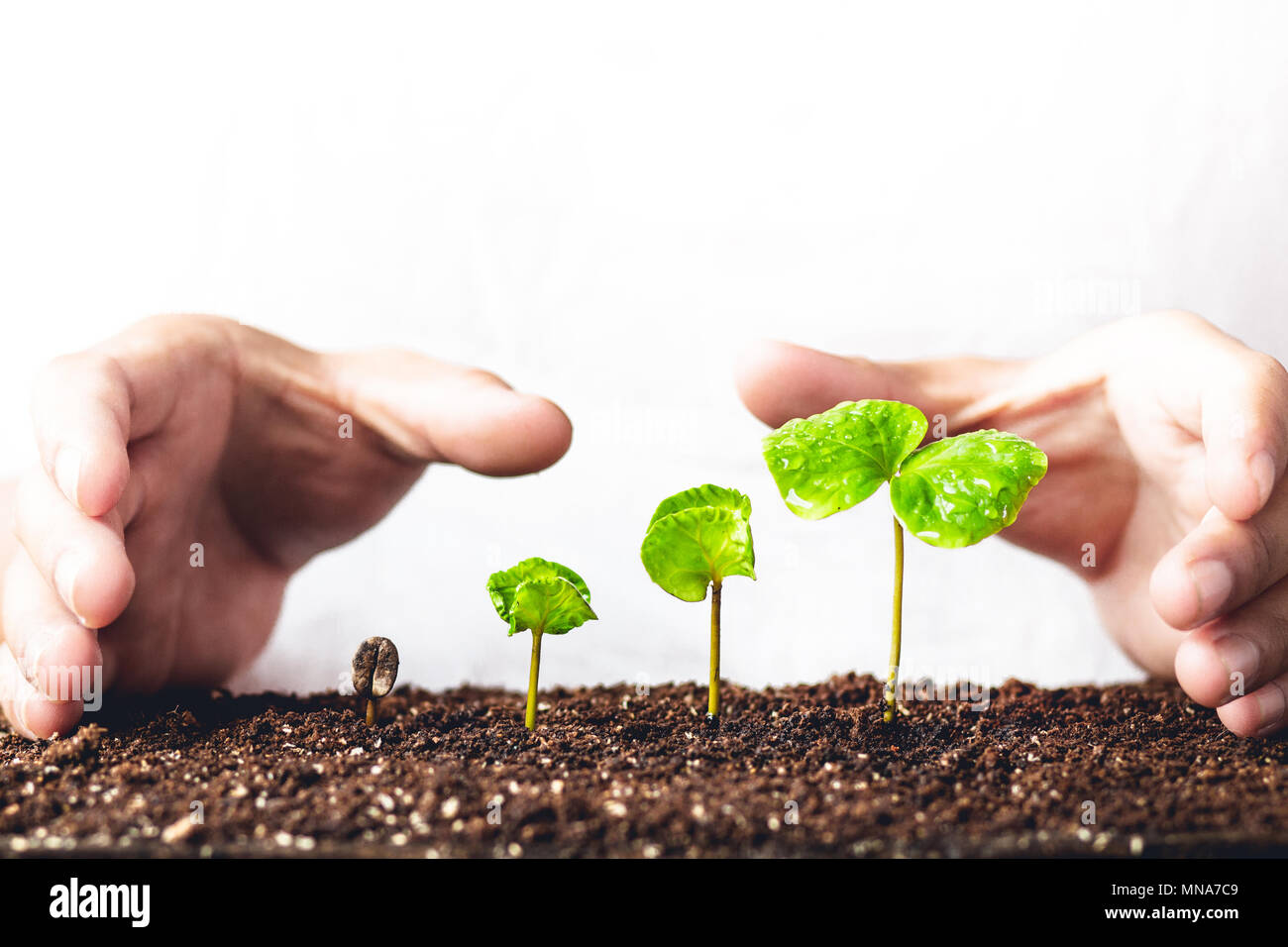 Growing Sapling coffee trees Hand Protect White background Stock Photo ...