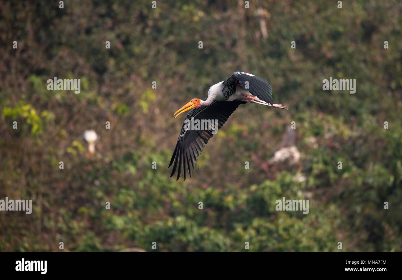A painted stork bird in flight Stock Photo - Alamy