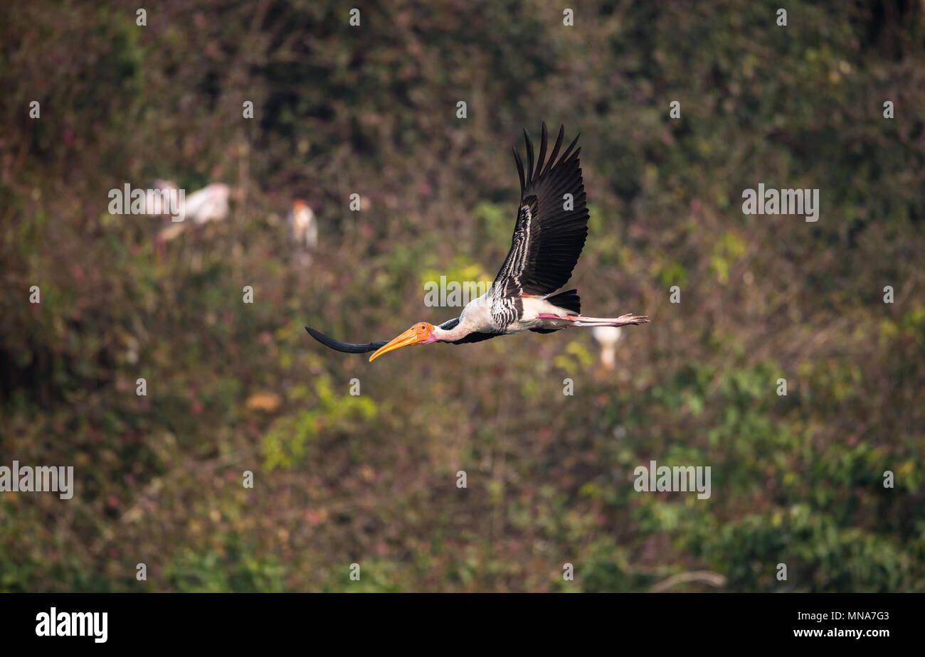 A painted stork bird in flight Stock Photo - Alamy