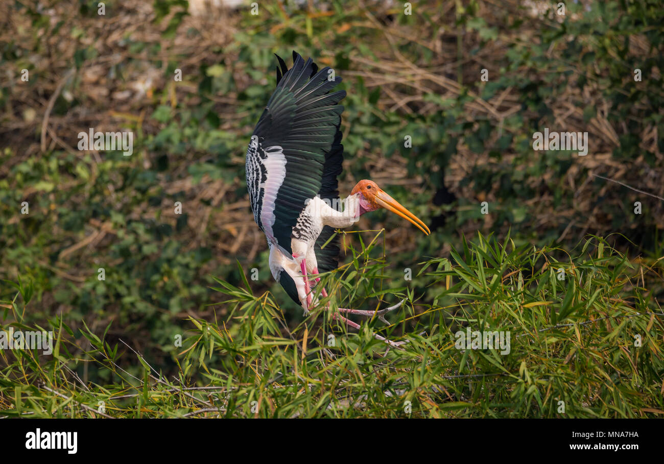A painted stork bird in flight Stock Photo - Alamy
