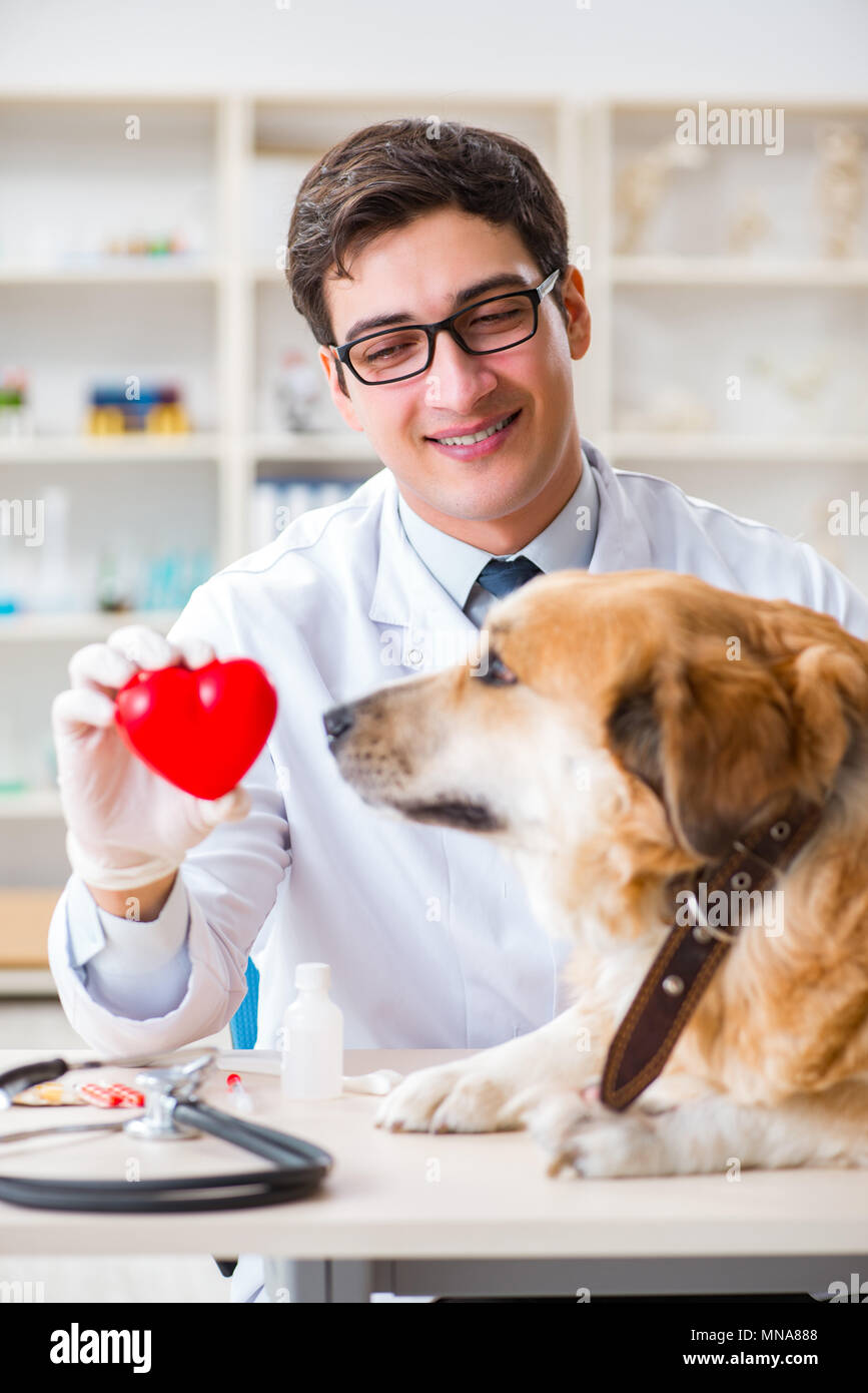 Doctor examining golden retriever dog in vet clinic Stock Photo - Alamy