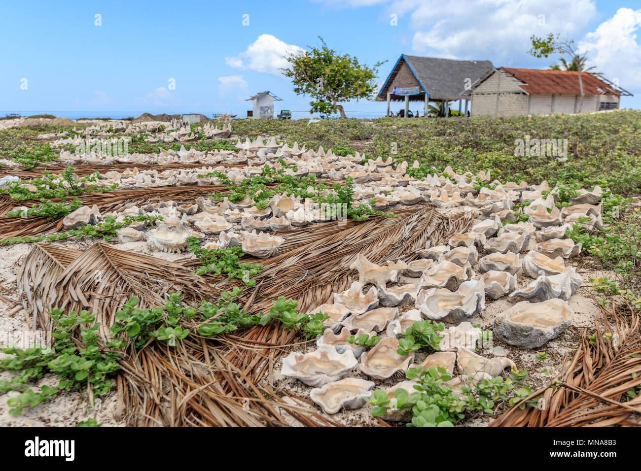 Traditional process of making sea salt - drying saltwater in big shells ...