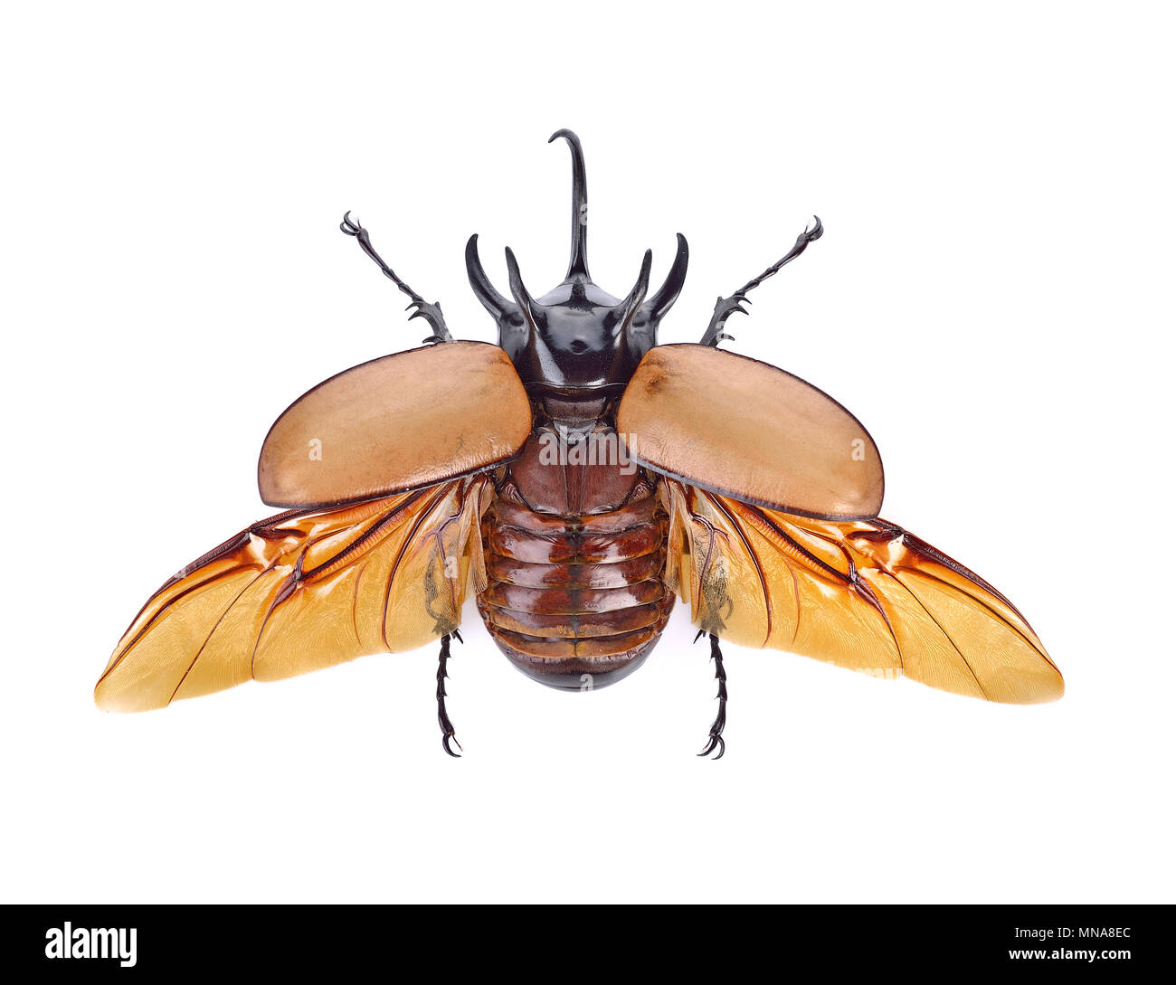 Rhinoceros beetle, Rhino beetle, Hercules beetle, Unicorn beetle Stock ...