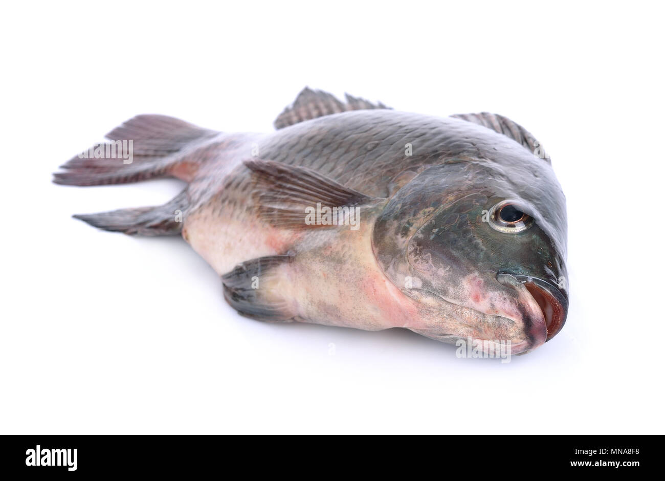 fish,Oreochromis nilotica isolated on white background Stock Photo - Alamy