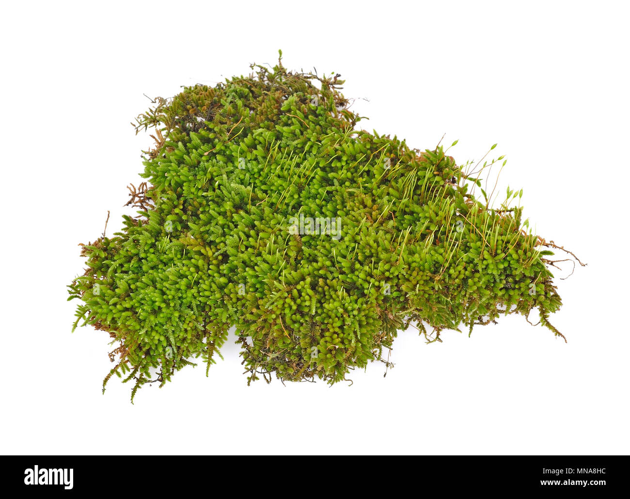 Close up shot green grass Cut Out Stock Images & Pictures - Alamy