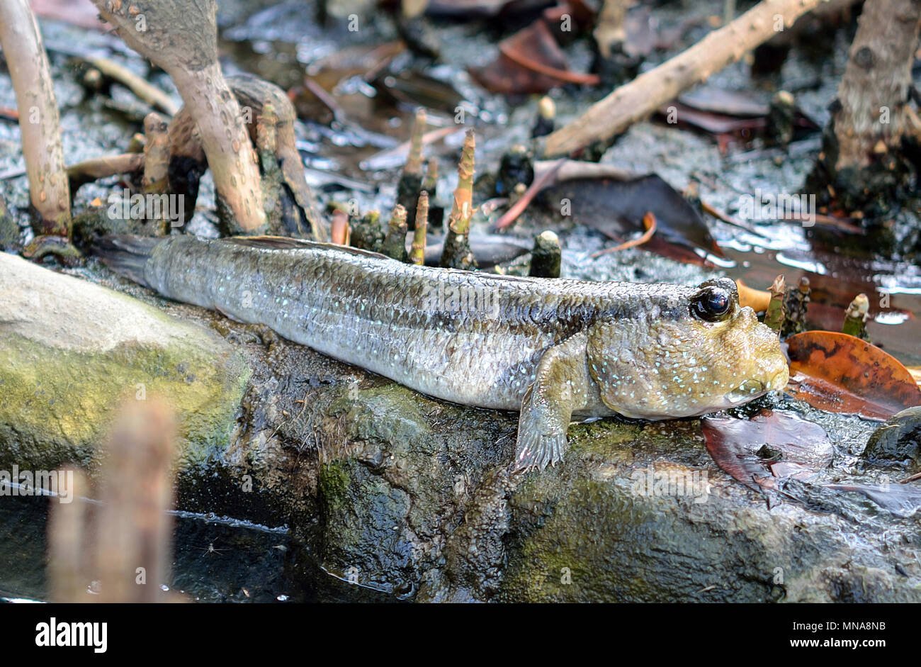 Mudskipper, Amphibious fish Stock Photo - Alamy