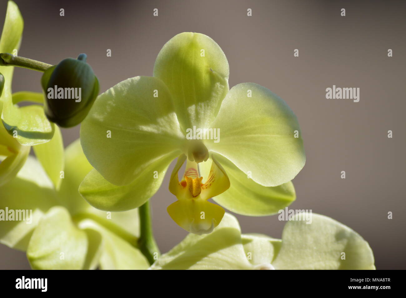 Moth orchid table hi-res stock photography and images - Alamy