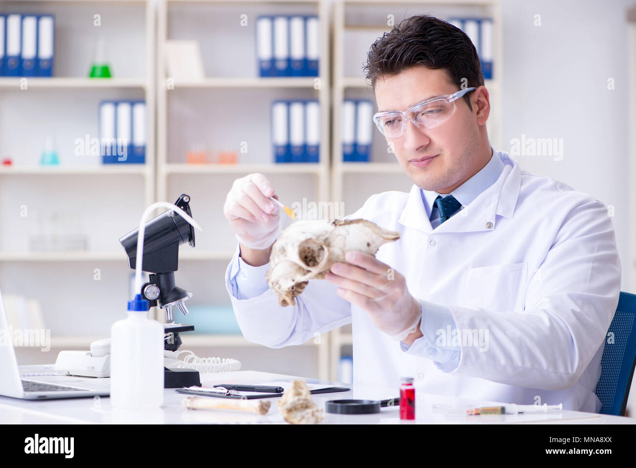 Paleontologist looking at extinct animal bone Stock Photo - Alamy