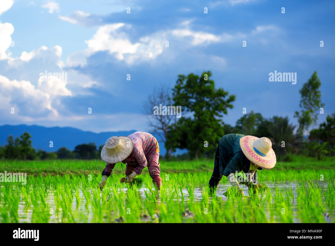 Two farmers are planting rice in the field Stock Photo - Alamy