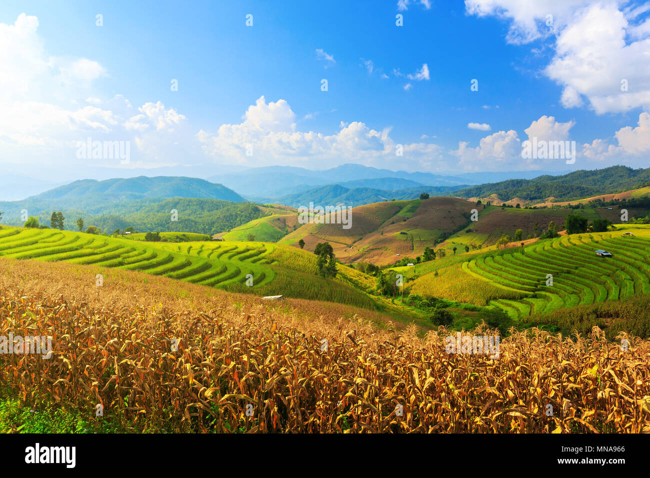 Terraced Rice Paddy Field in Mountain Stock Photo - Alamy