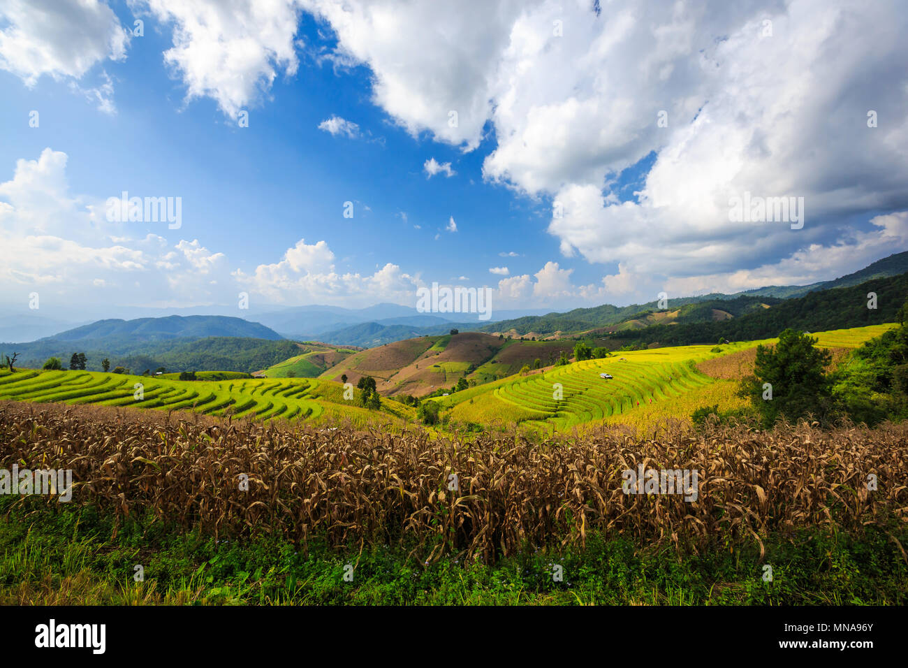 Terraced Rice Paddy Field in Mountain Stock Photo - Alamy