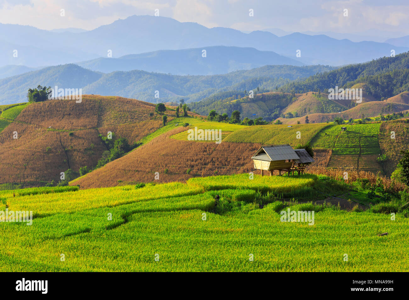 Terraced Rice Paddy Field in Mountain Stock Photo - Alamy