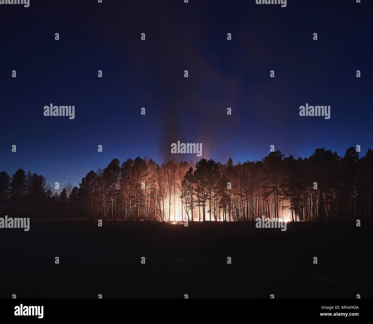 Trees burning in forest at night Stock Photo - Alamy