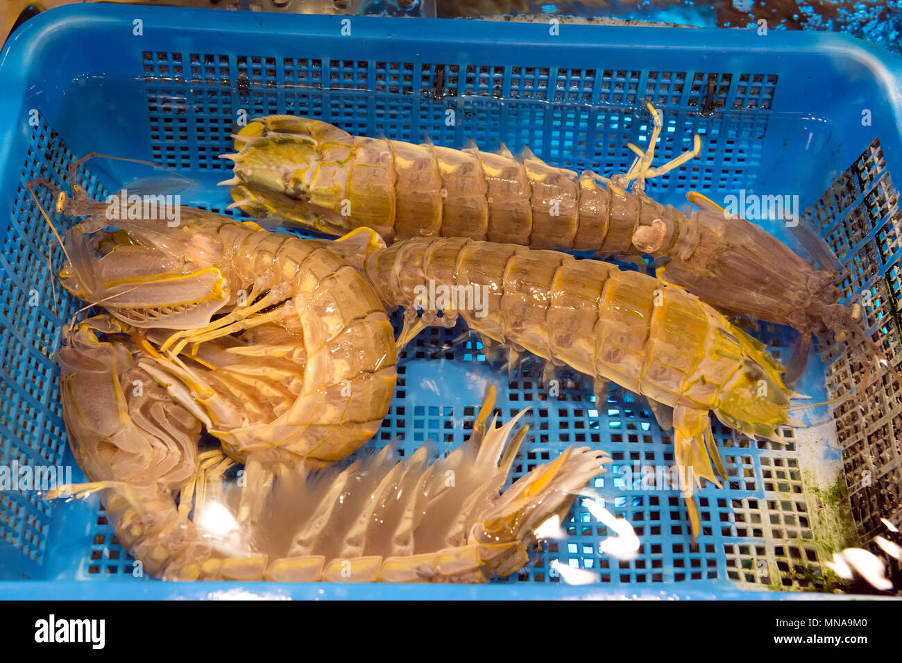 Fish tanks in a Chinese restaurant, Hong Kong, China Stock Photo - Alamy