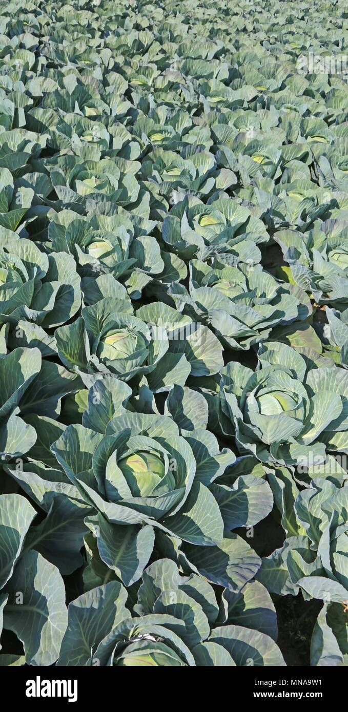 Big cabbage vegetables in field hi-res stock photography and images - Alamy