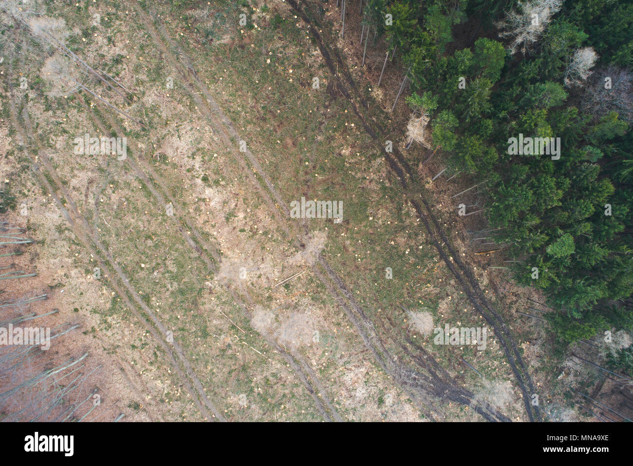 aerial drone flight with copter over deforested forest in austria in ...